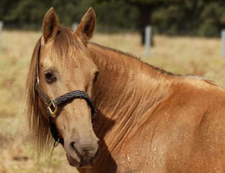 Artículo recomendado: Lo que de verdad es un caballo perla, de Estudio ...